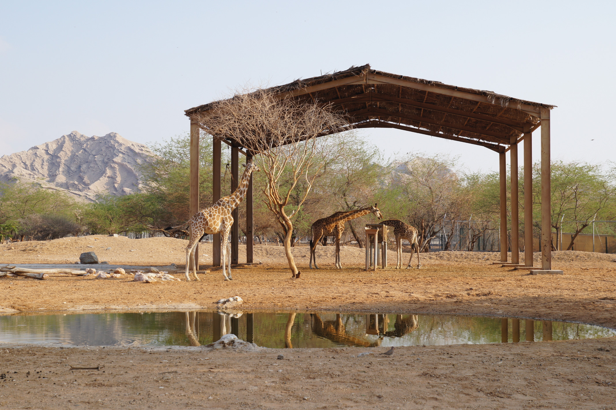 Zoo Operator | Insights | Cavendish Maxwell